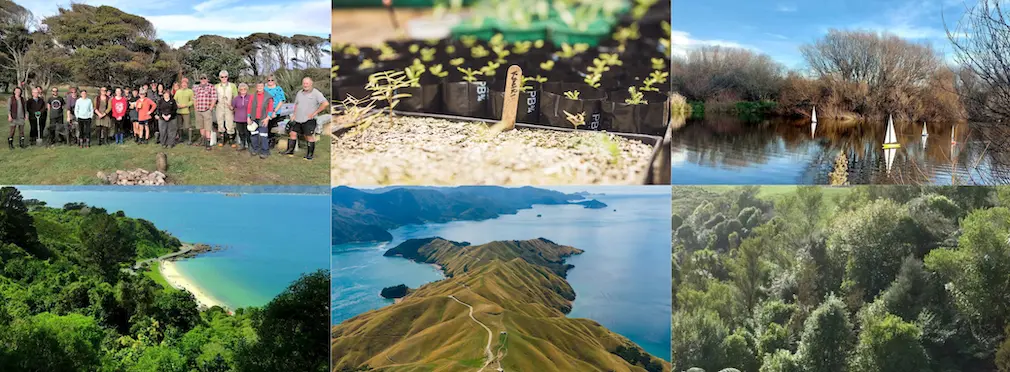 Planting Projects with Trees That Count: New Zealand's native tree ...