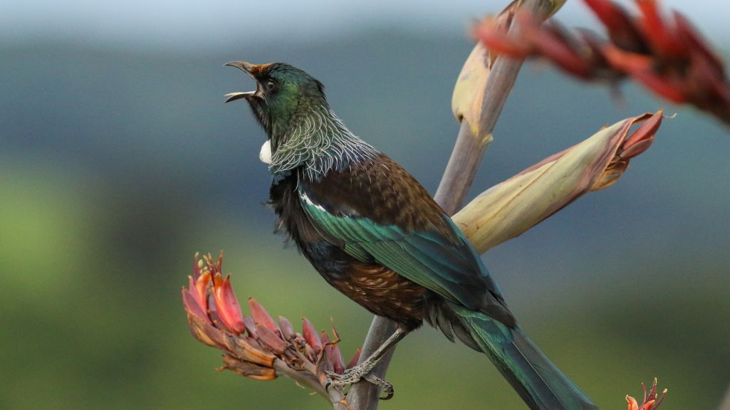 7 weird and wonderful New Zealand native bird calls | Trees That Count