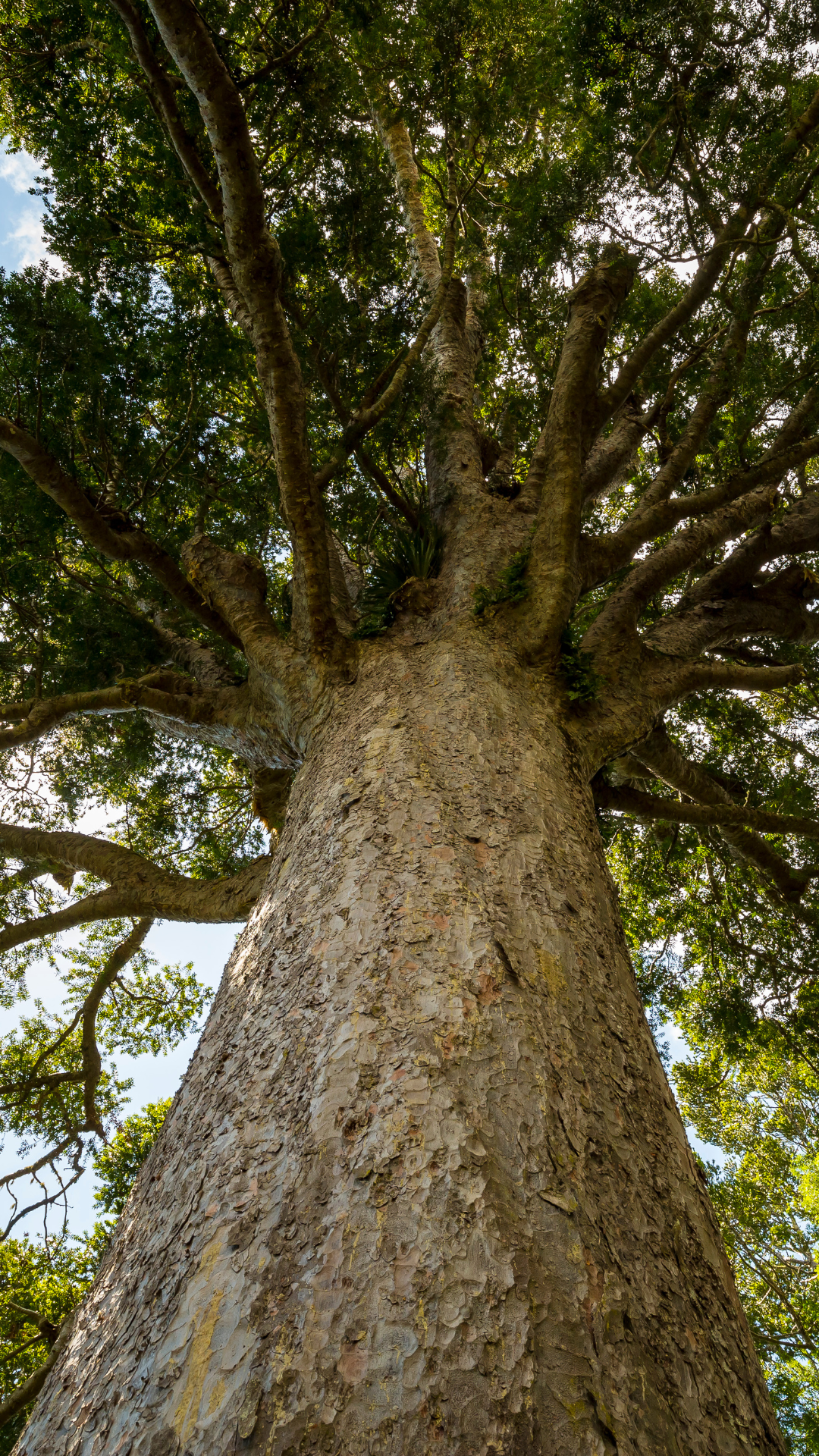 Kauri | Kauri tree | Trees That Count