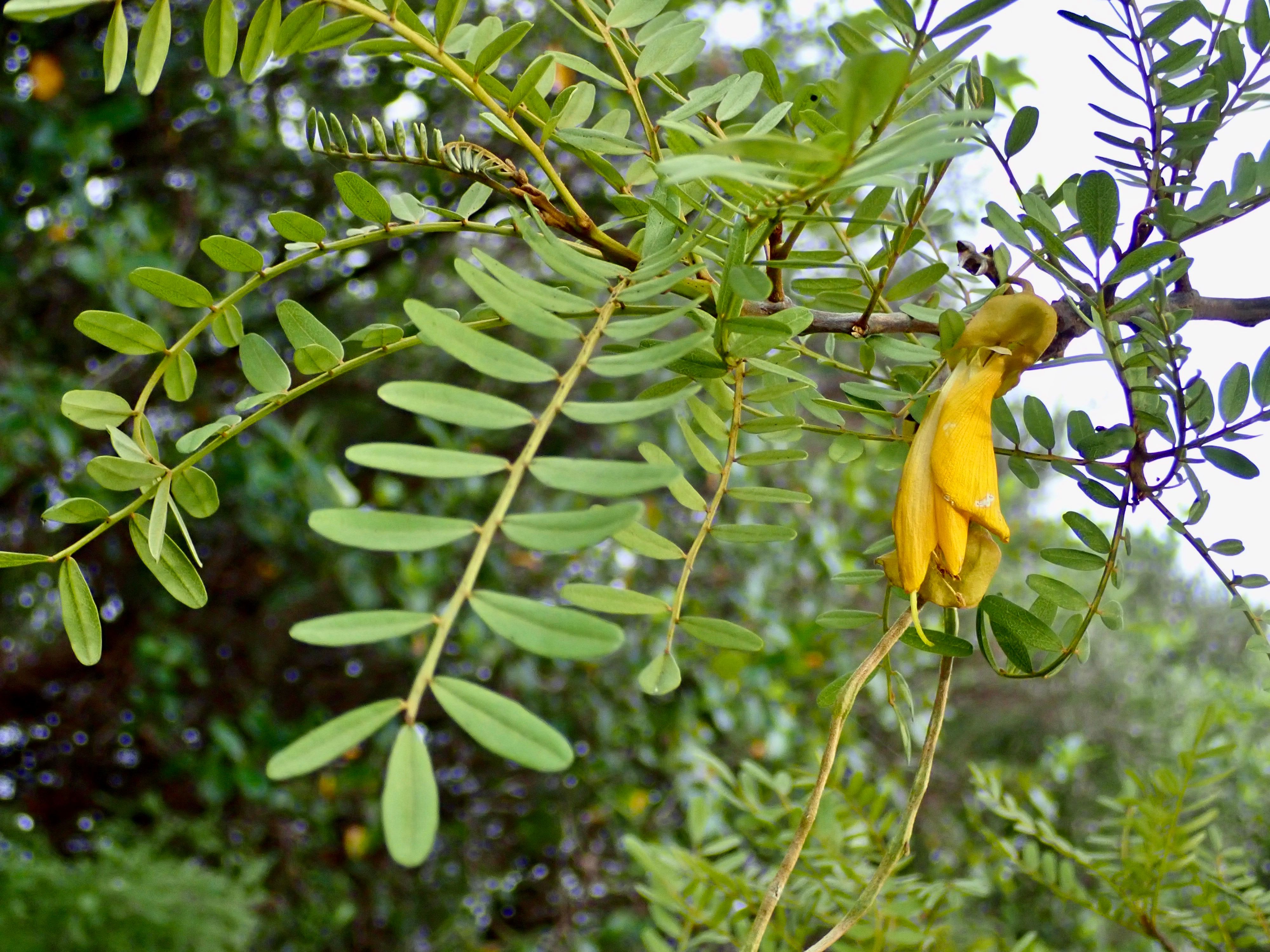 Guest Blog: Kōwhai Propagation Guide | Trees That Count