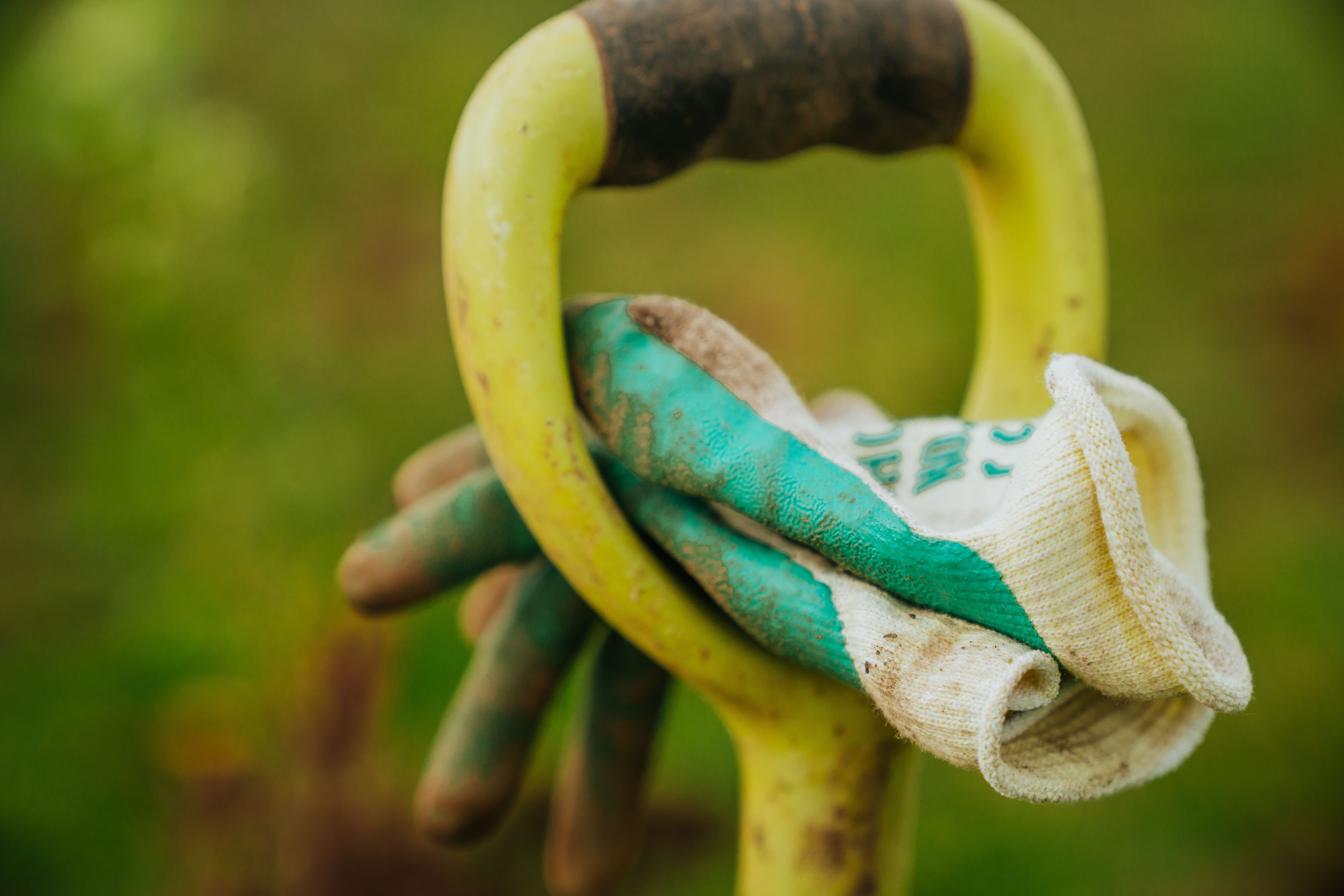 Caring for native trees and plants in an El Niño summer | Trees That Count