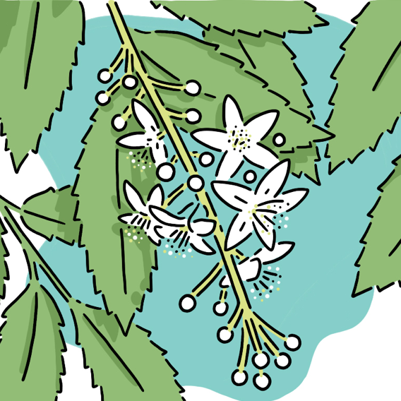 Learn more about the Houhere tree and more native trees of New Zealand ...