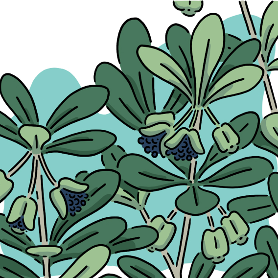 Learn more about the Karo tree and more native trees of New Zealand ...