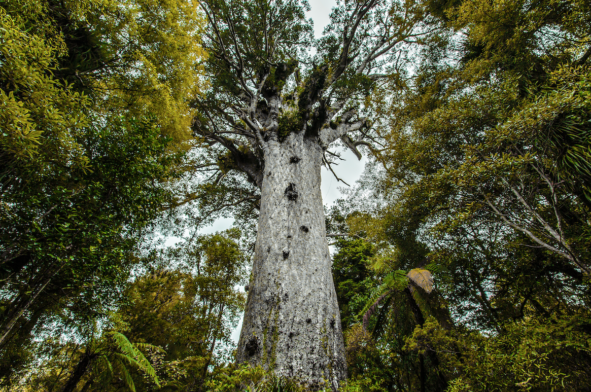 Trees That Count community makes the finals | Trees That Count