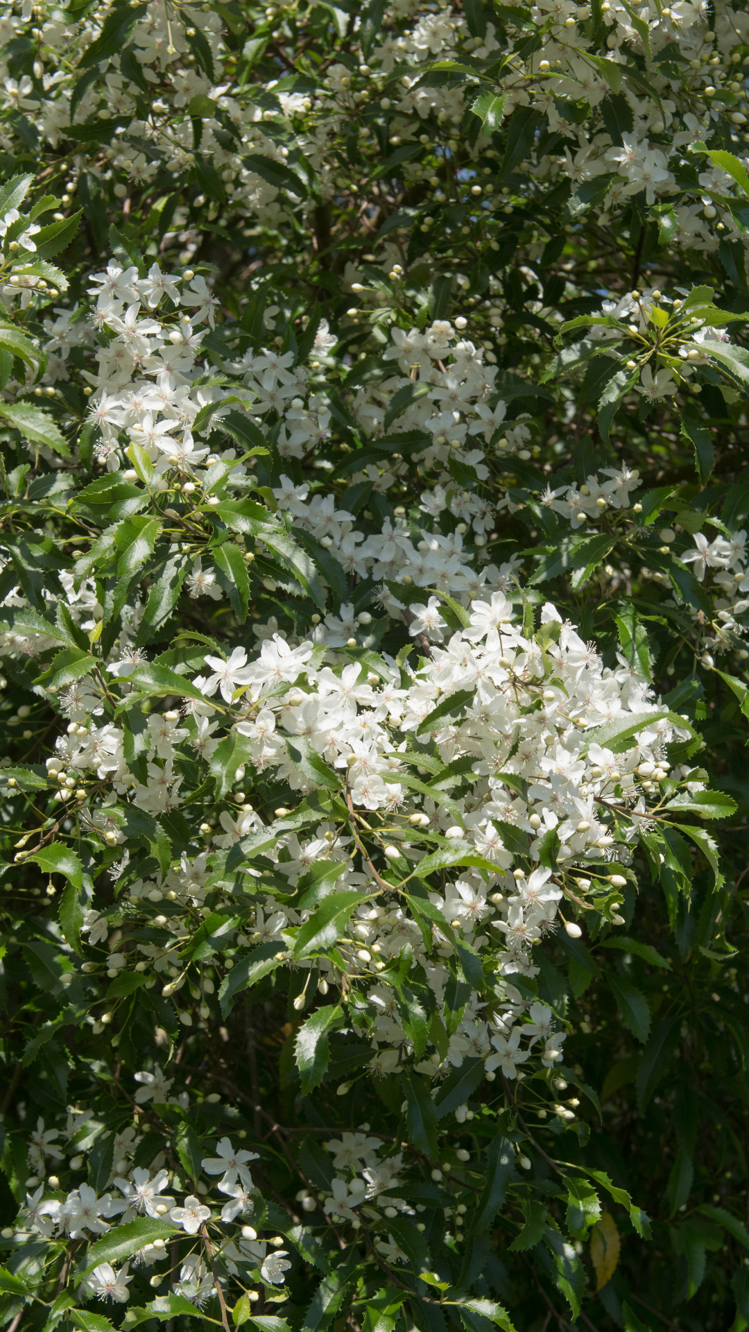 Houhere | Lacebark | Trees That Count