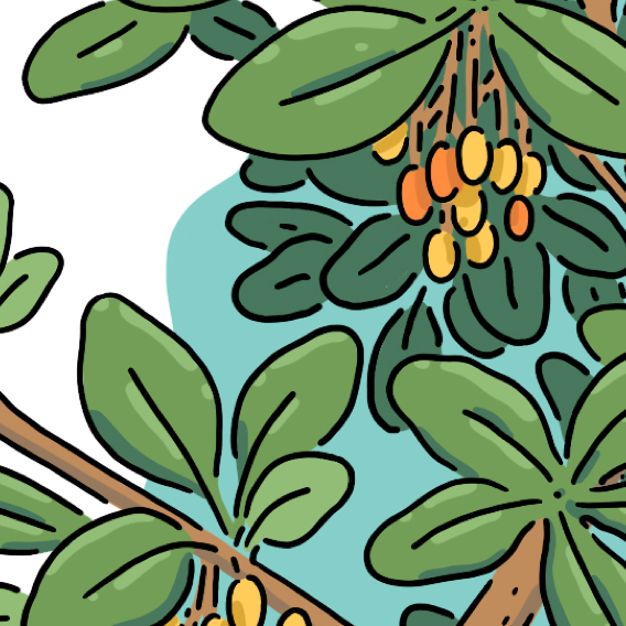 Learn more about the Karaka tree and more native trees of New Zealand ...