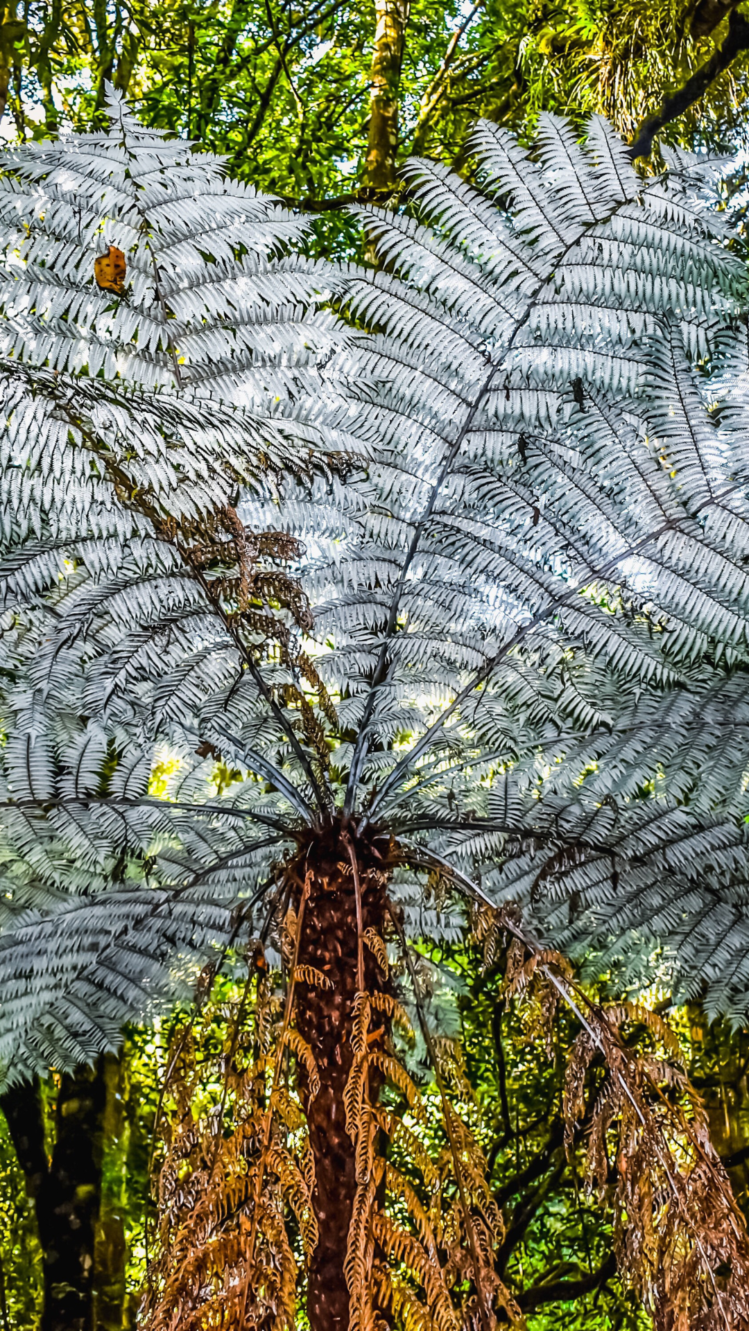 Kaponga | Silver fern | Trees That Count