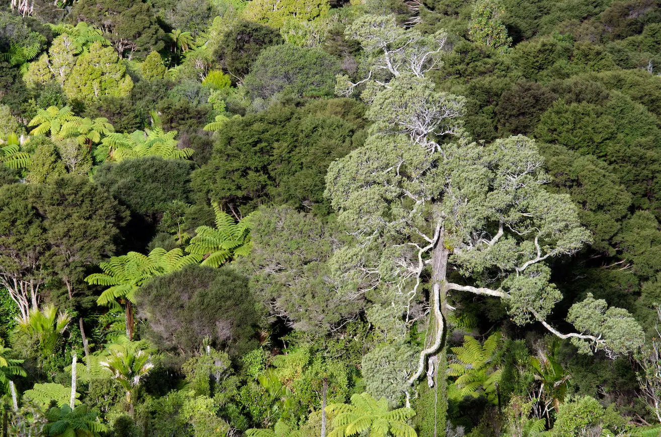 Gift native trees from NZ | Trees That Count