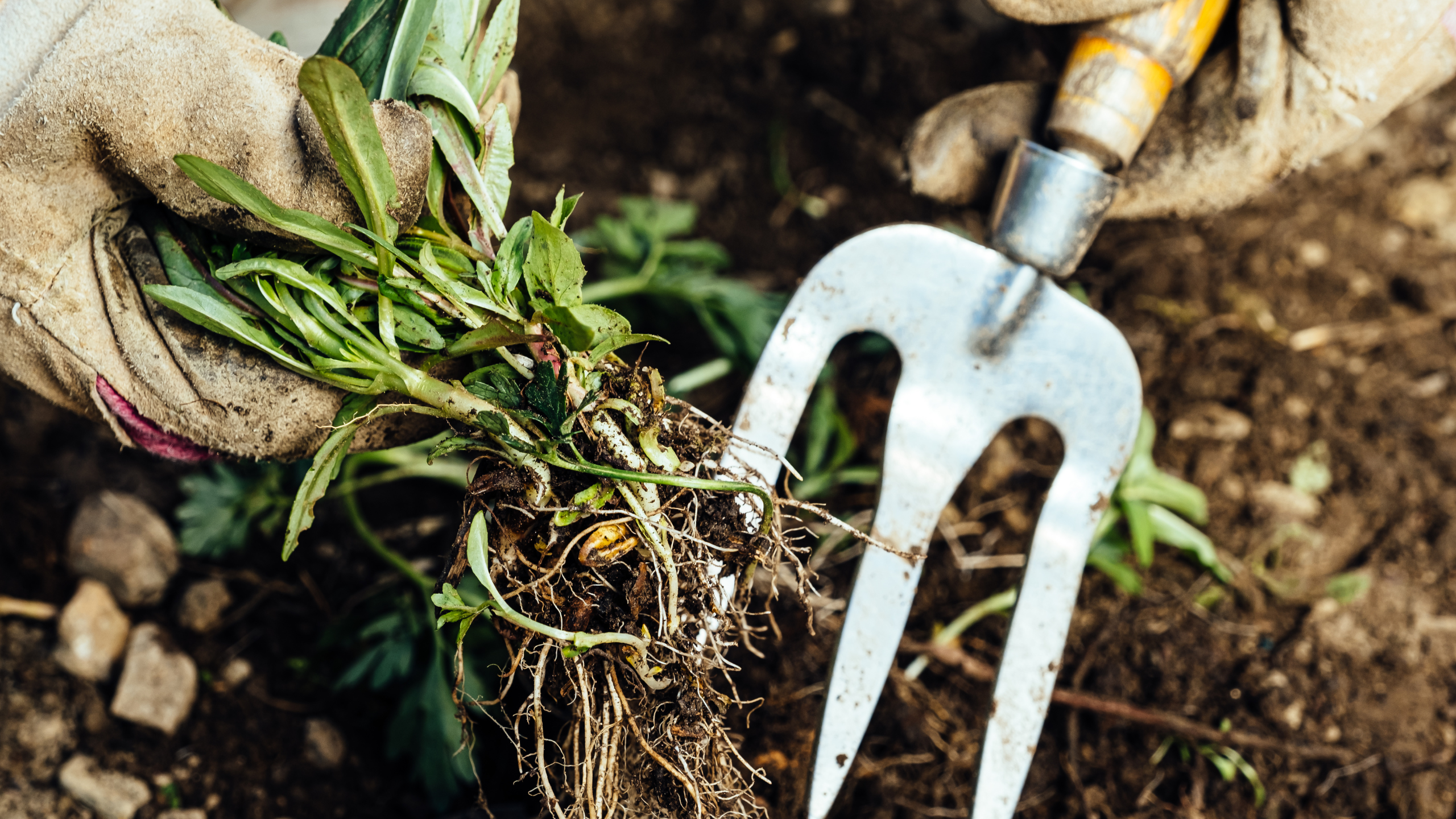 7 steps for NZ autumn planting | Trees That Count