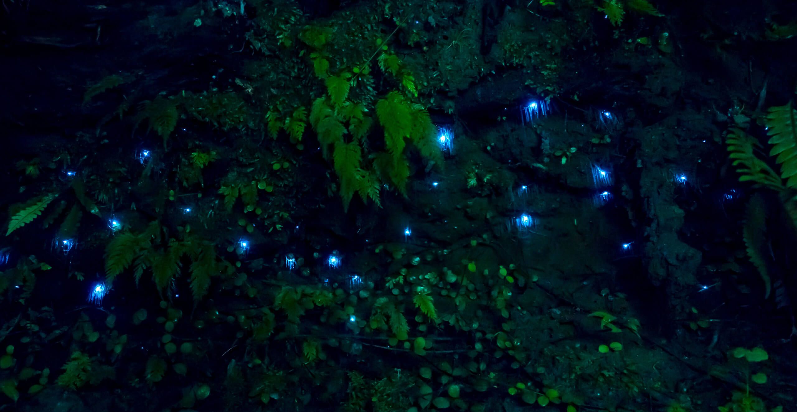 Five ways to celebrate Matariki | Trees That Count