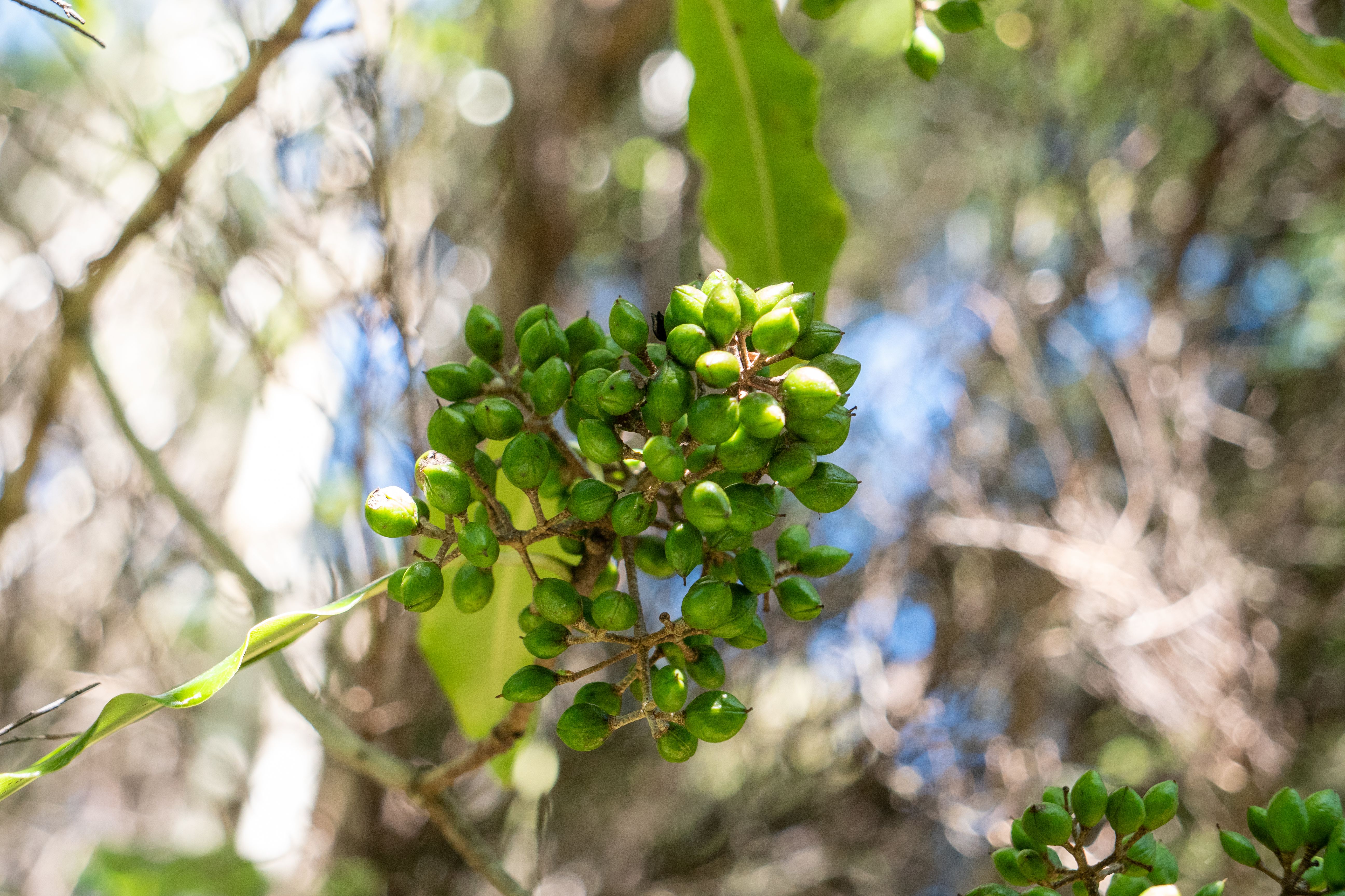 Discover New Zealand's native fruit | Trees That Count