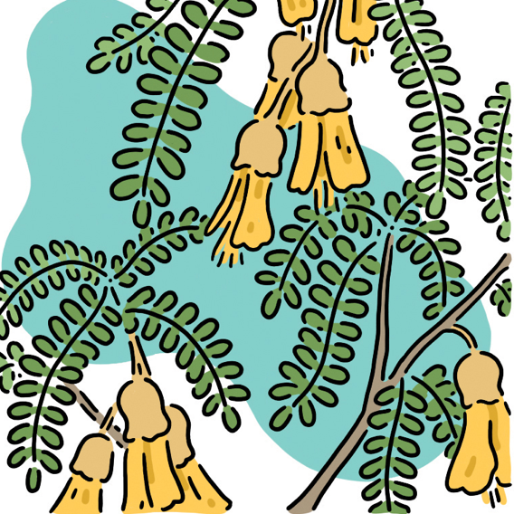 Learn more about the Kōwhai tree and more native trees of New Zealand ...