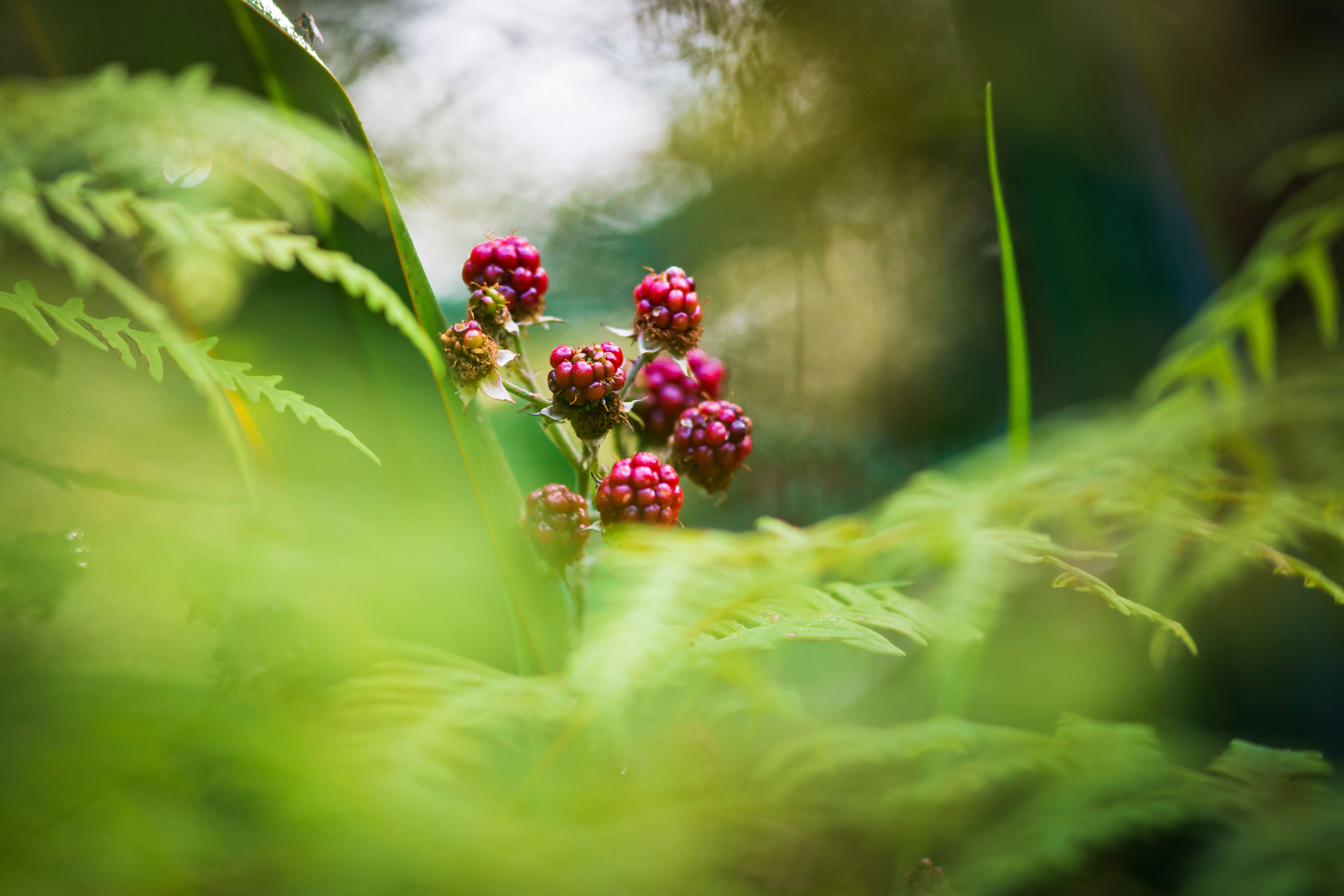 Drop-dead gorgeous: Six of New Zealand’s prettiest and prickliest ...