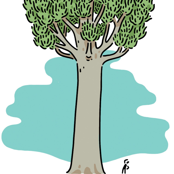 Learn more about the Kauri tree and more native trees of New Zealand ...