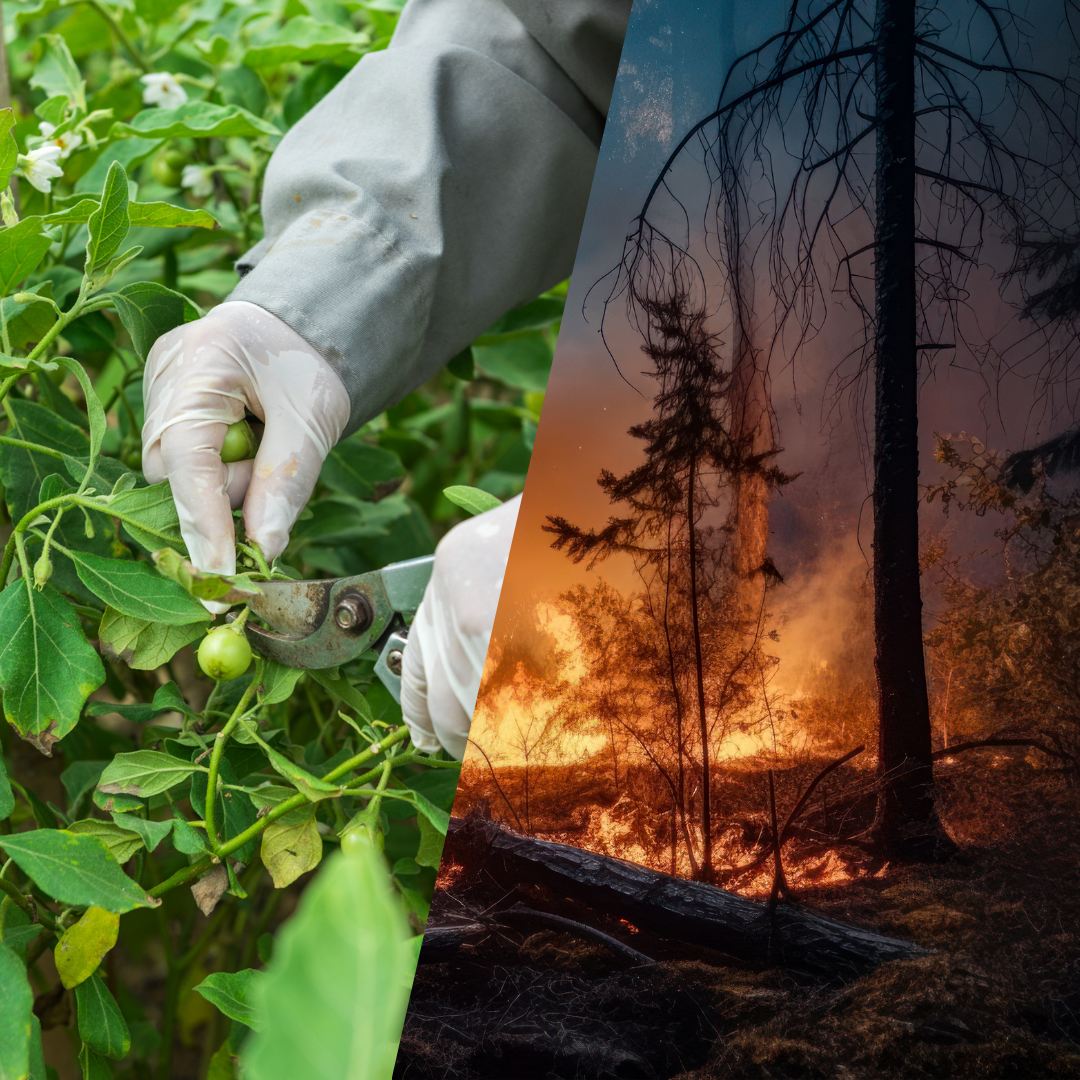 Green firebreaks and wildfire | Trees That Count