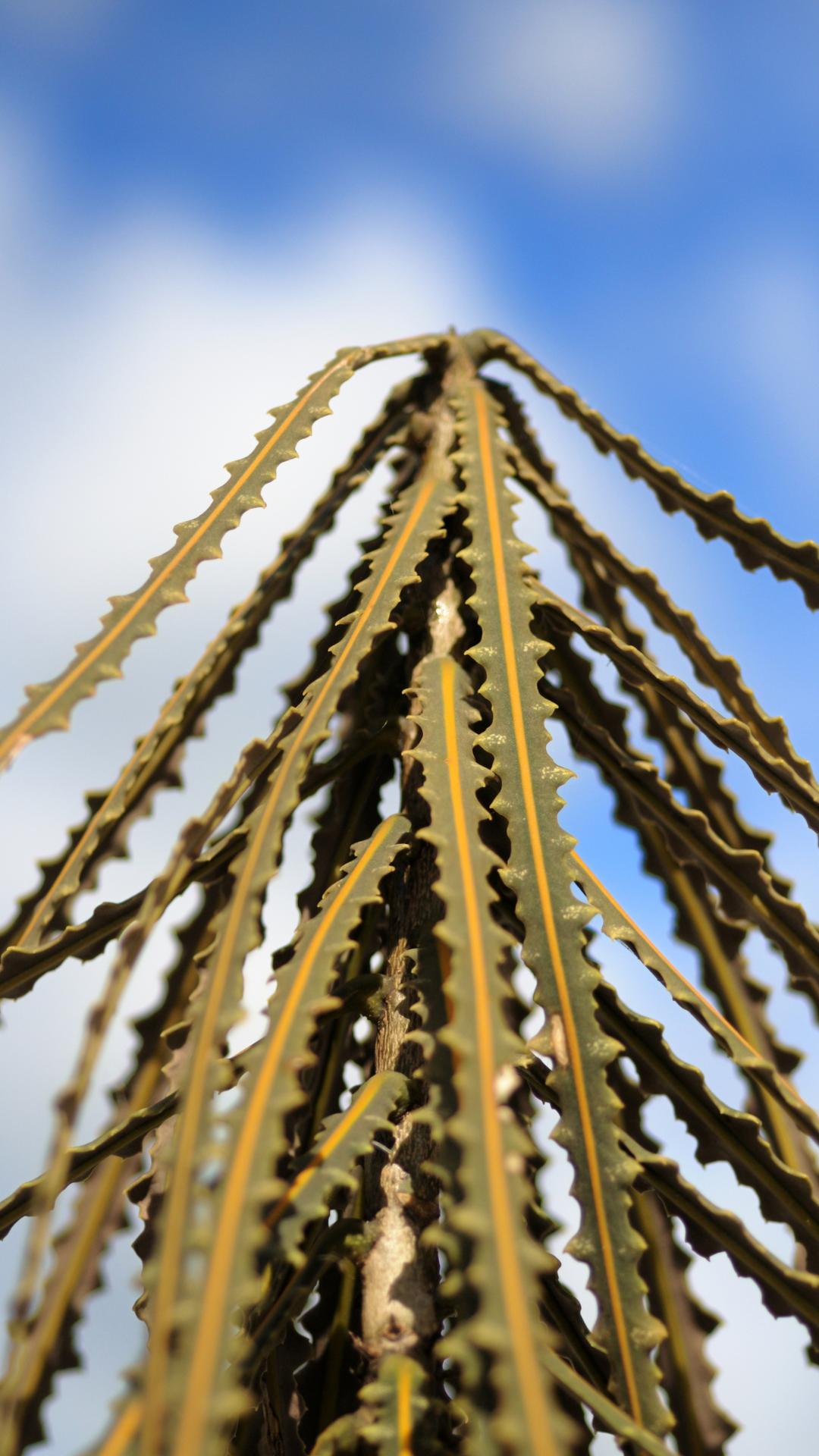 Horoeka | Lancewood | Trees That Count