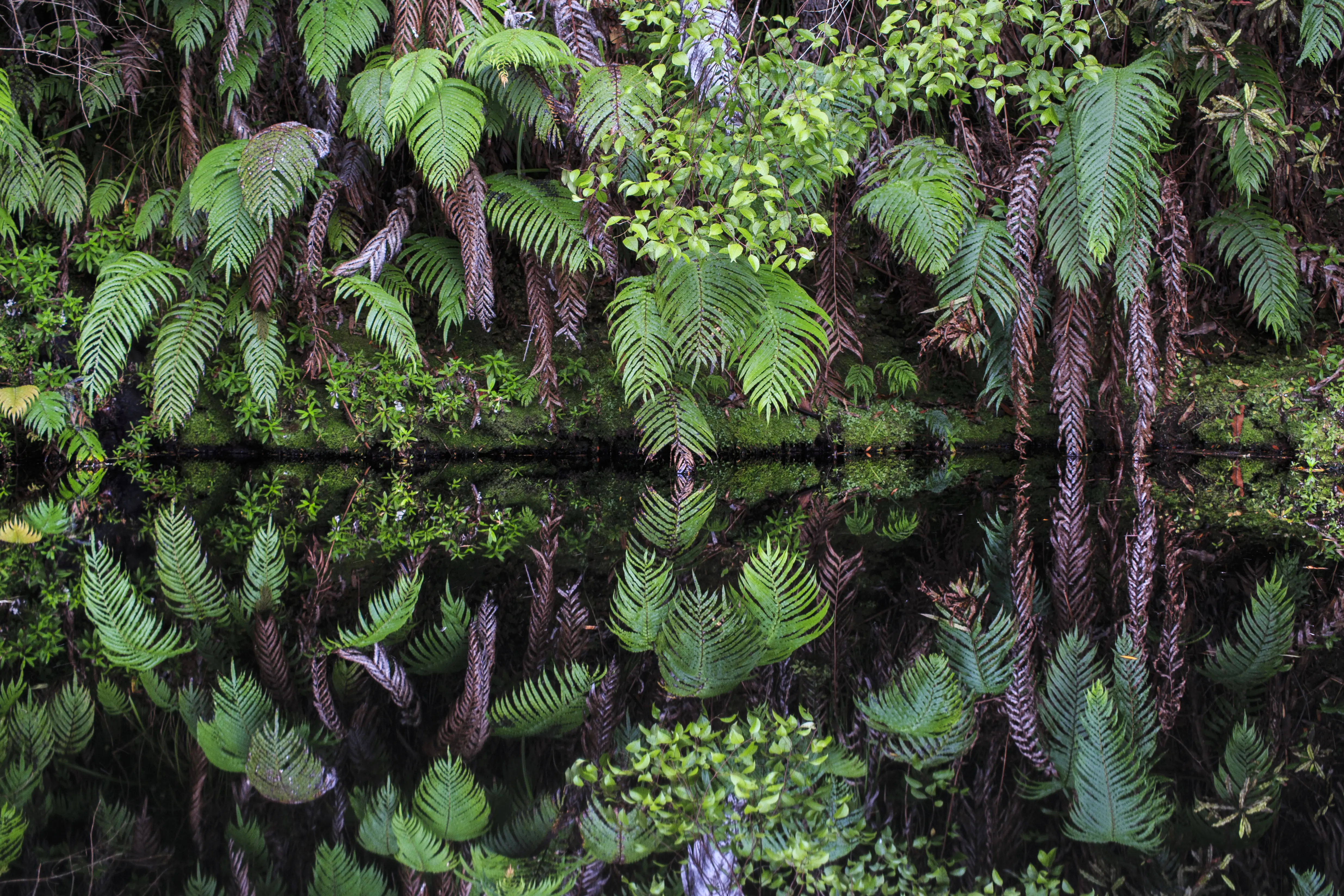 Native Trees of New Zealand | Trees That Count | Trees That Count