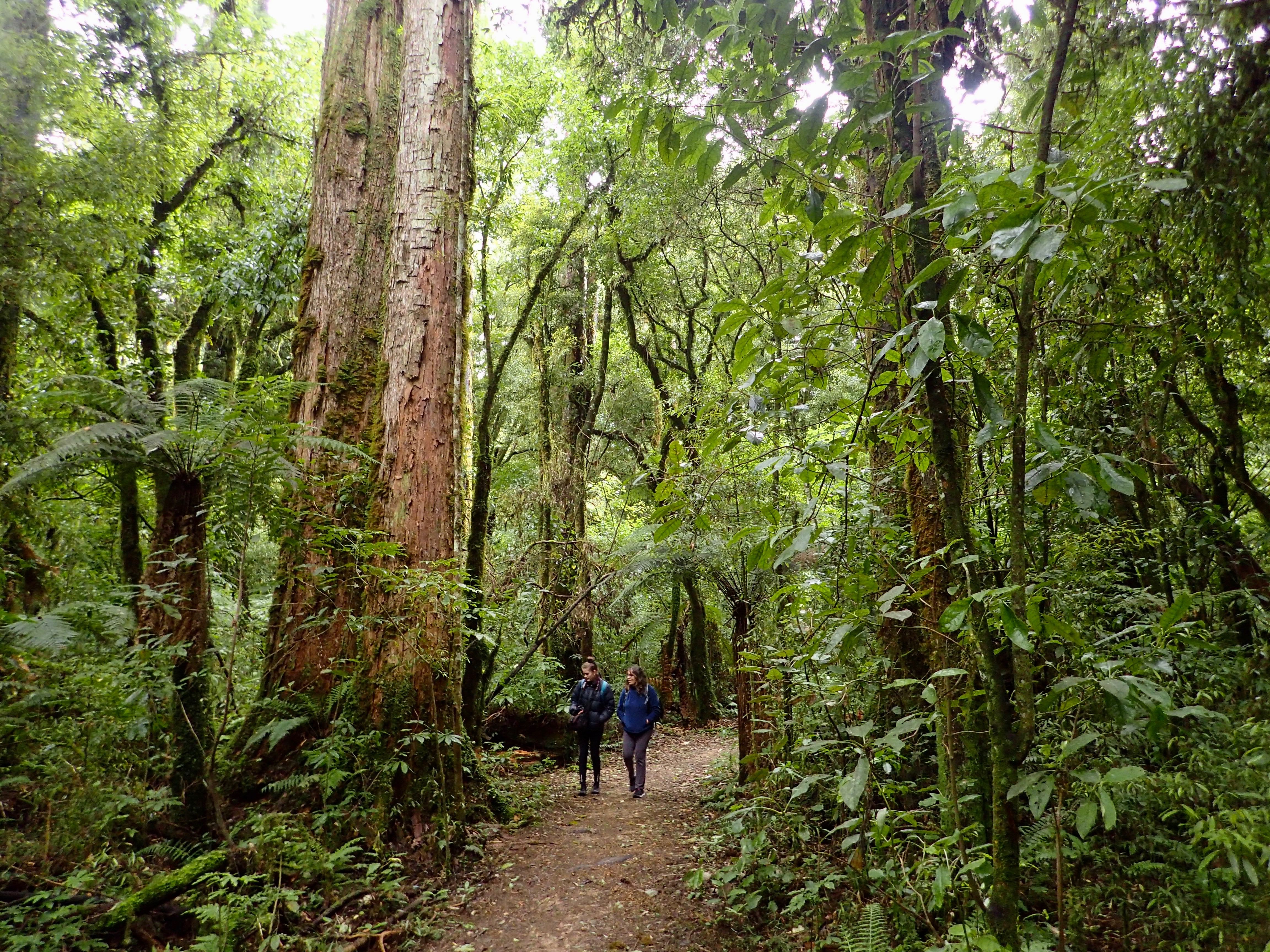 New research shows native trees vital for our people’s health | Trees ...