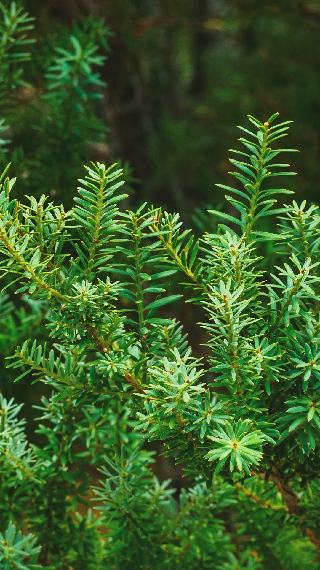 Tōtara | Totara | Trees That Count