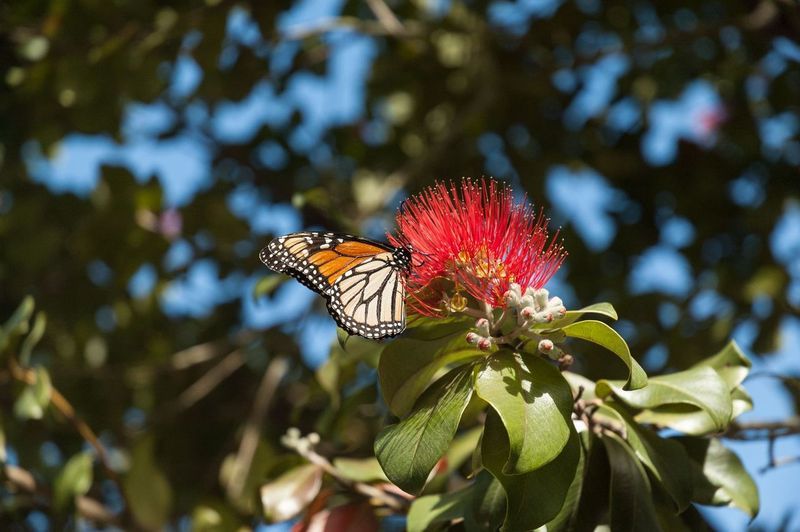 Your guide to native NZ spring and summer flowers | Trees That Count