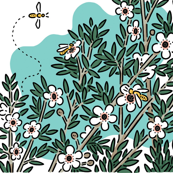 Learn more about the Mānuka tree and more native trees of New Zealand ...