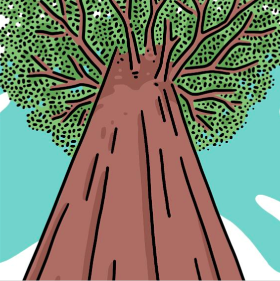 Learn more about the Tōtara tree and more native trees of New Zealand ...