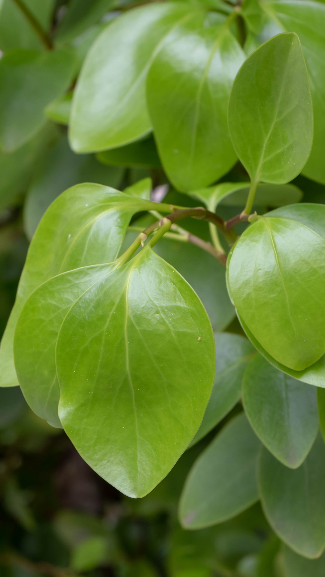 Kāpuka | New Zealand broadleaf | Trees That Count