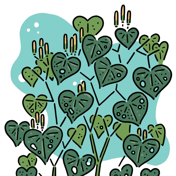 Learn more about the Kawakawa tree and more native trees of New Zealand ...