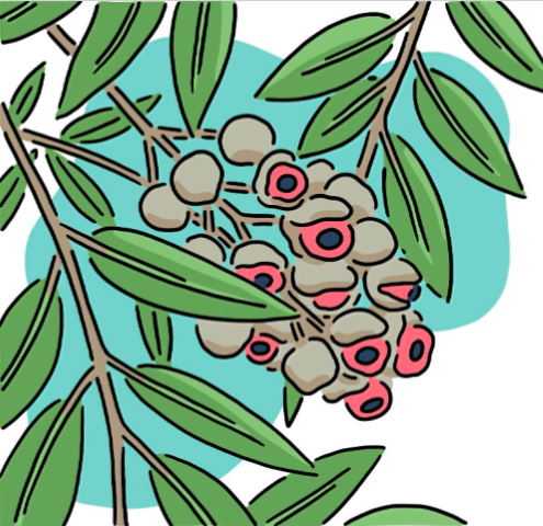 Tītoki | New Zealand oak | Trees That Count