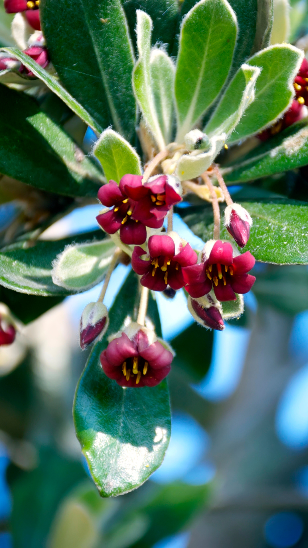 Karo | Trees That Count