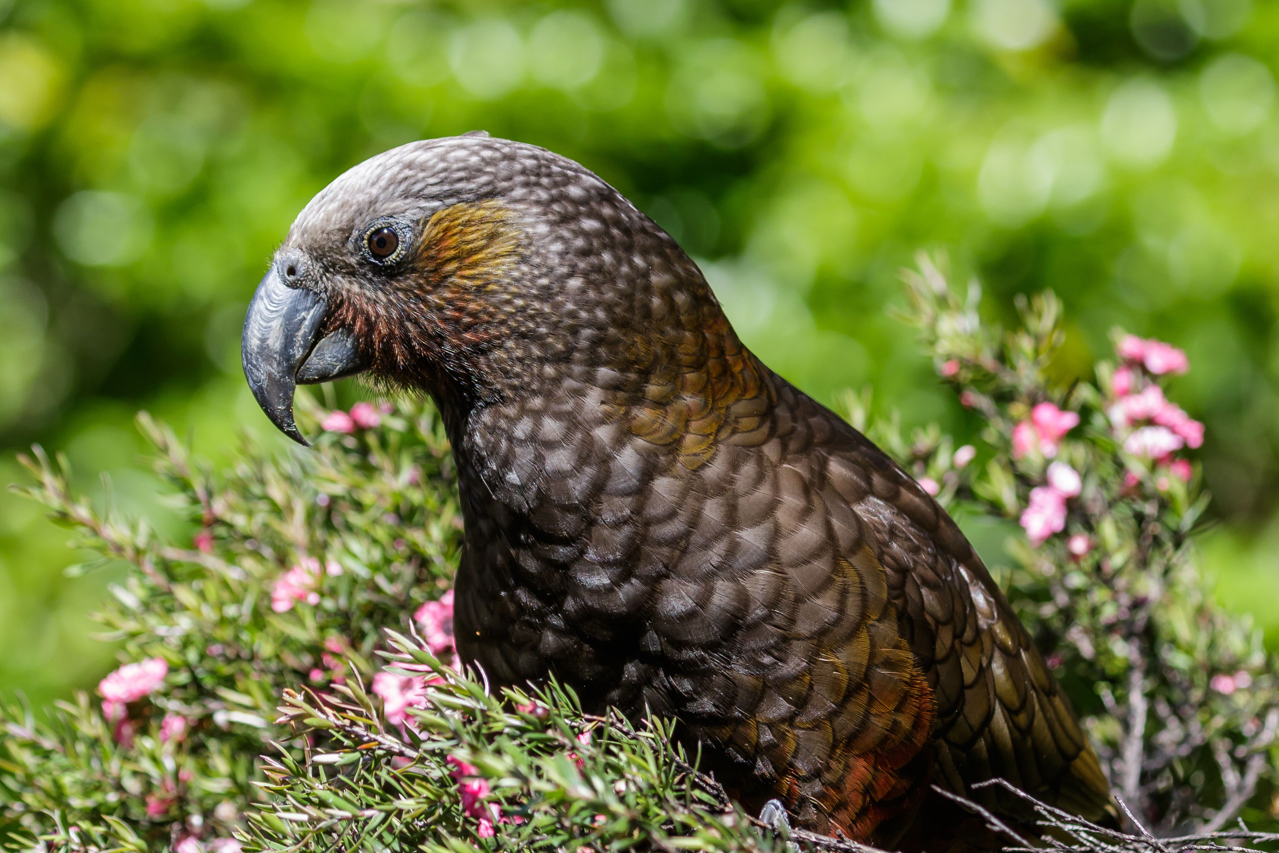 Bringing back the bird life in Kaipātiki | Trees That Count