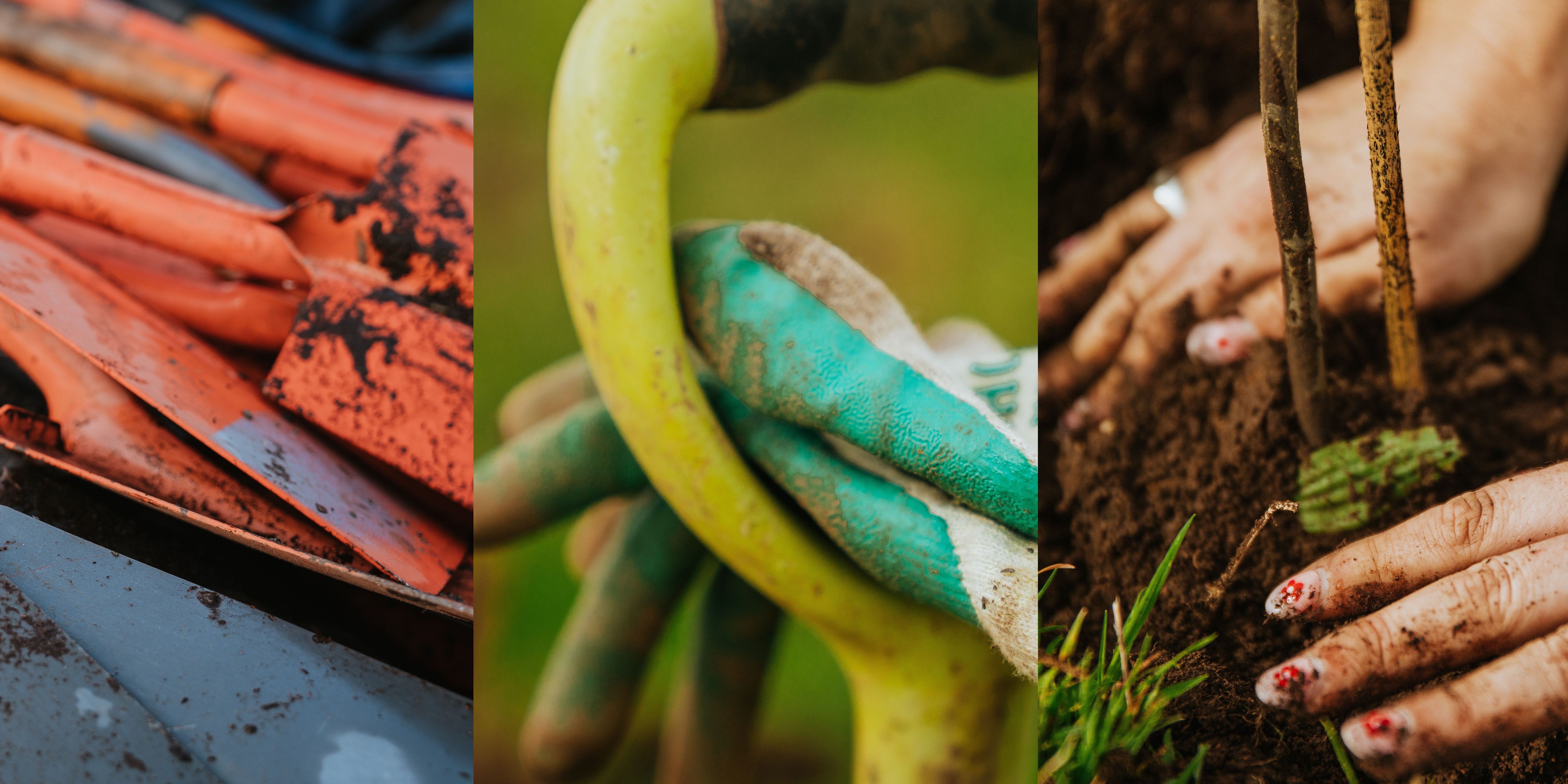 Caring for native trees and plants in an El Niño summer | Trees That Count