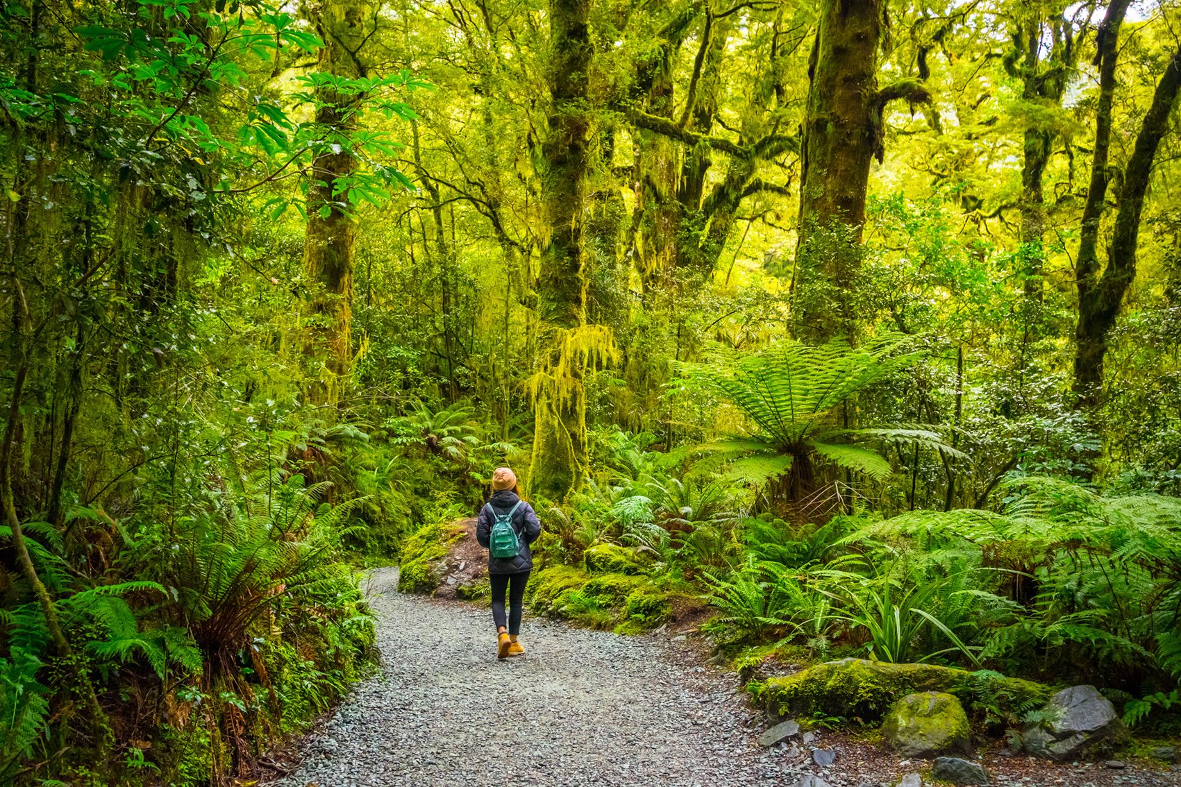 Why are New Zealand’s native trees so important? | Trees That Count