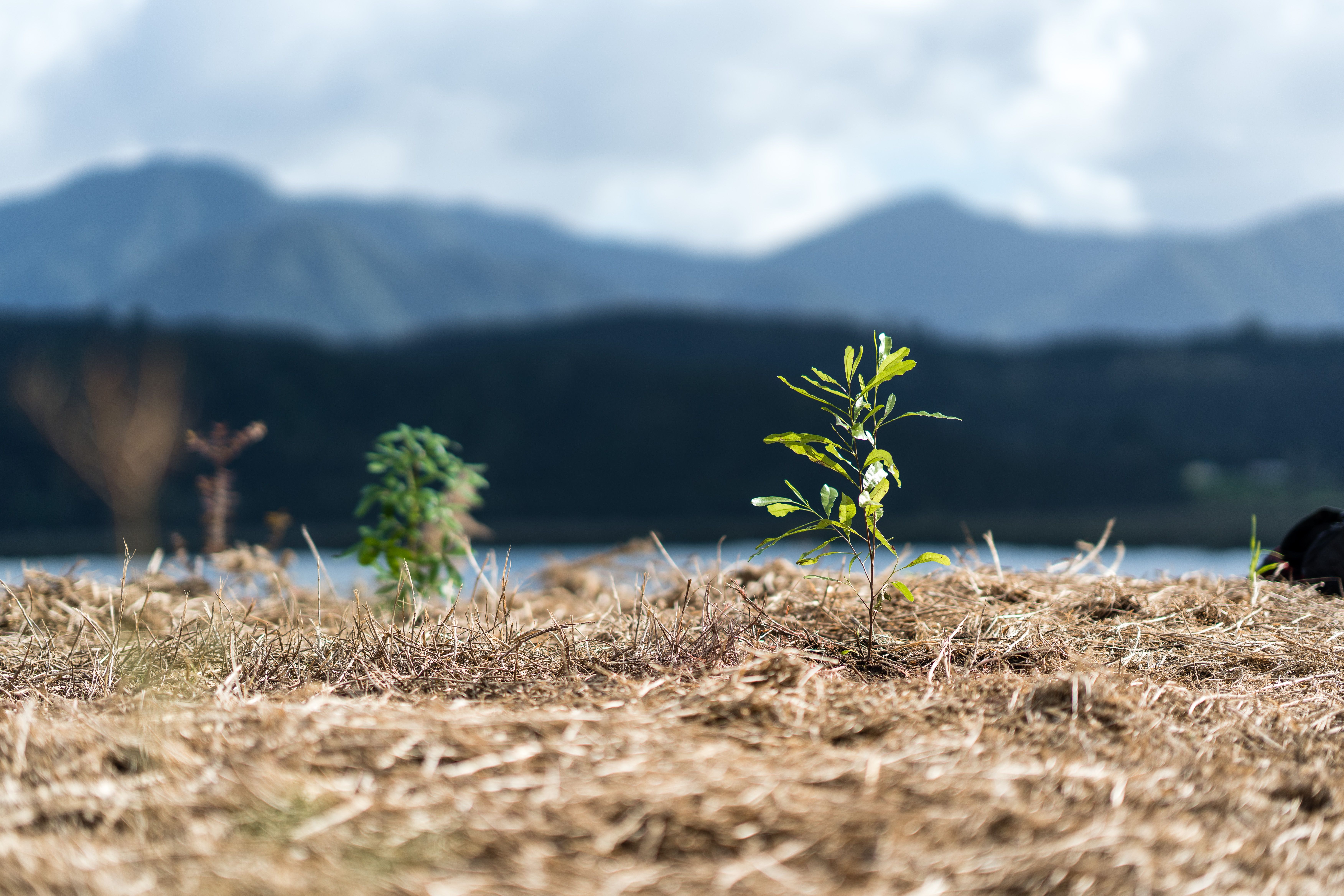 100,000 native trees in Aotearoa New Zealand as a living legacy | Trees ...