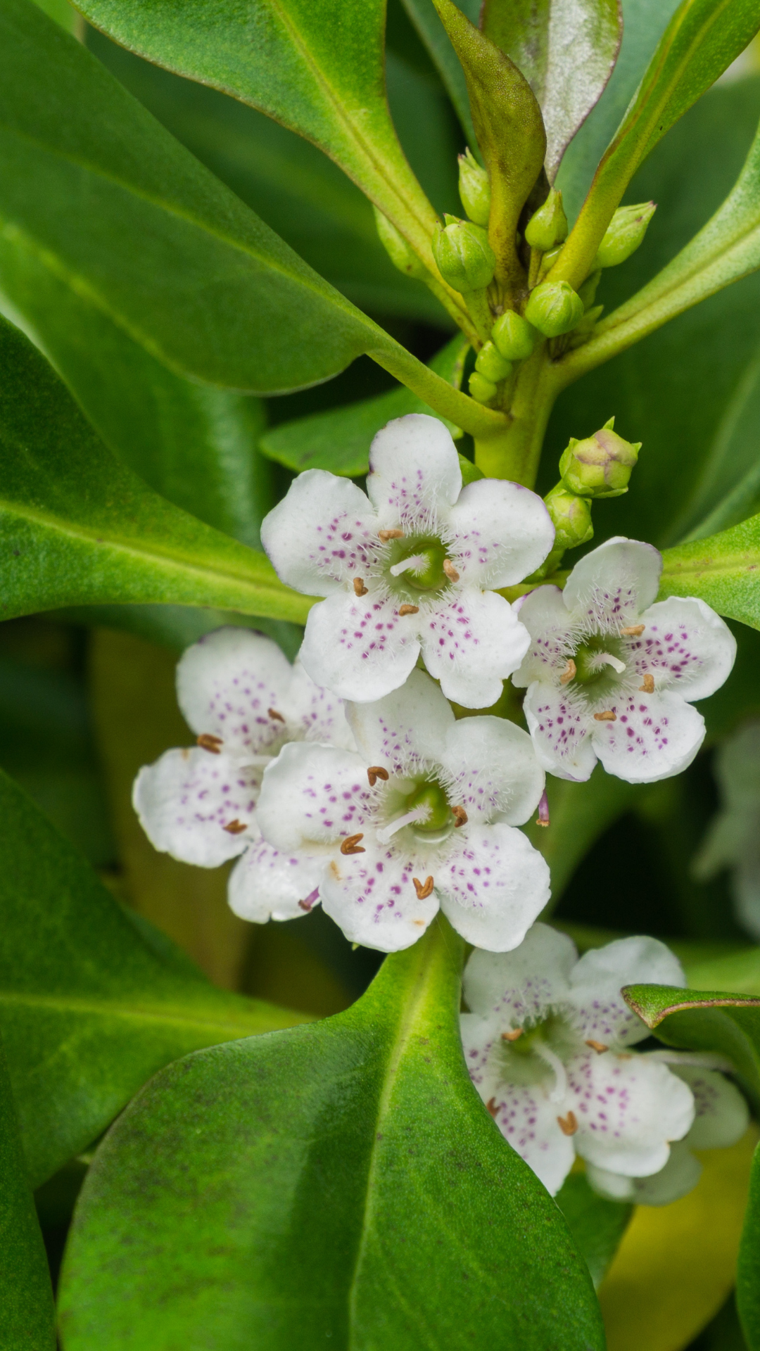 Ngaio | Mousehole tree | Trees That Count