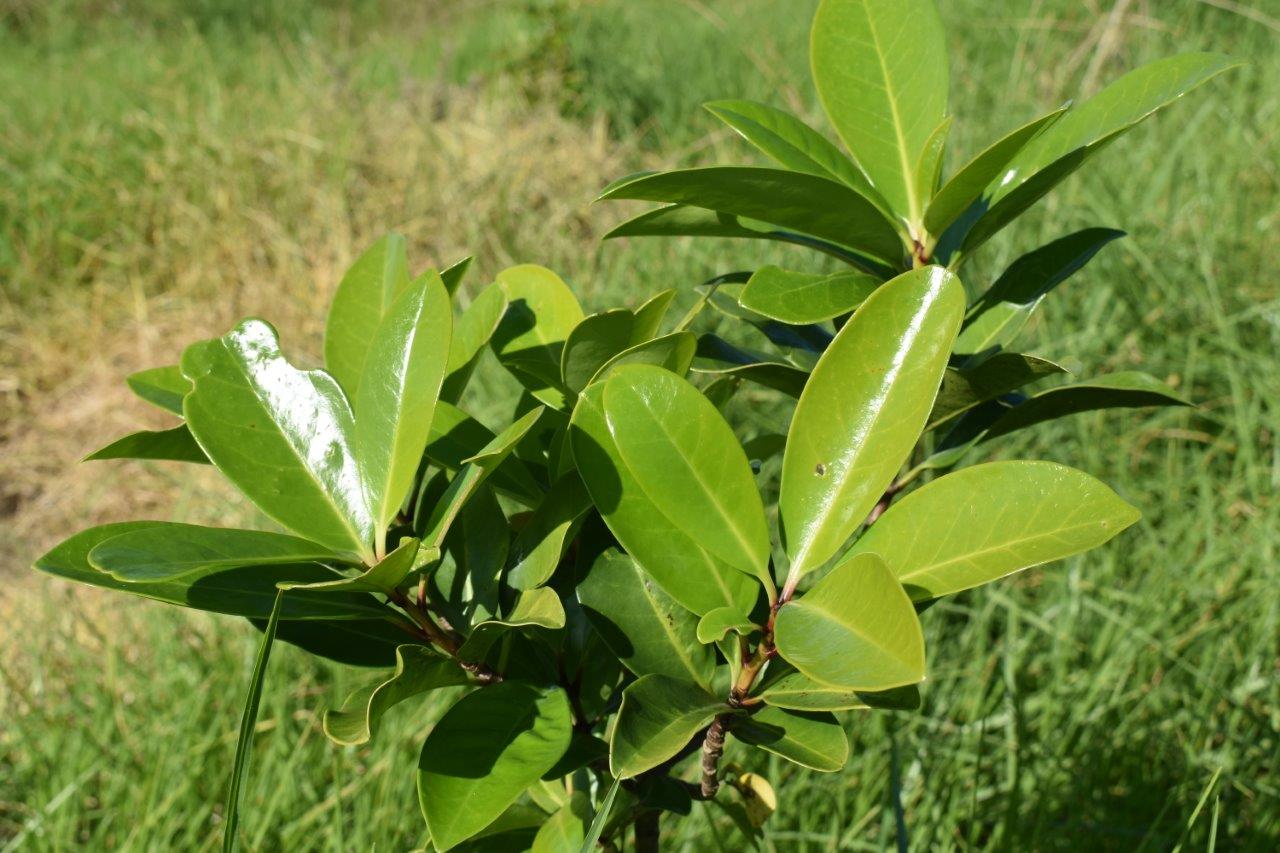 Karaka | Trees That Count