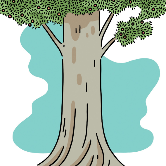 Learn more about the Kahikatea tree and more native trees of New ...