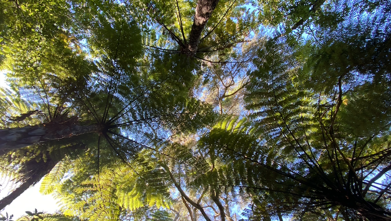 Right tree, right place: right direction, mostly | Trees That Count