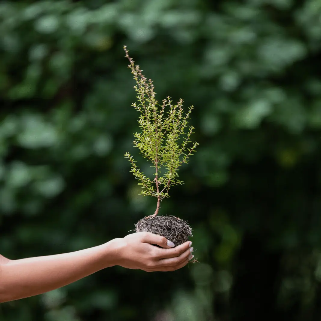Take real, tangible climate action. | Trees That Count