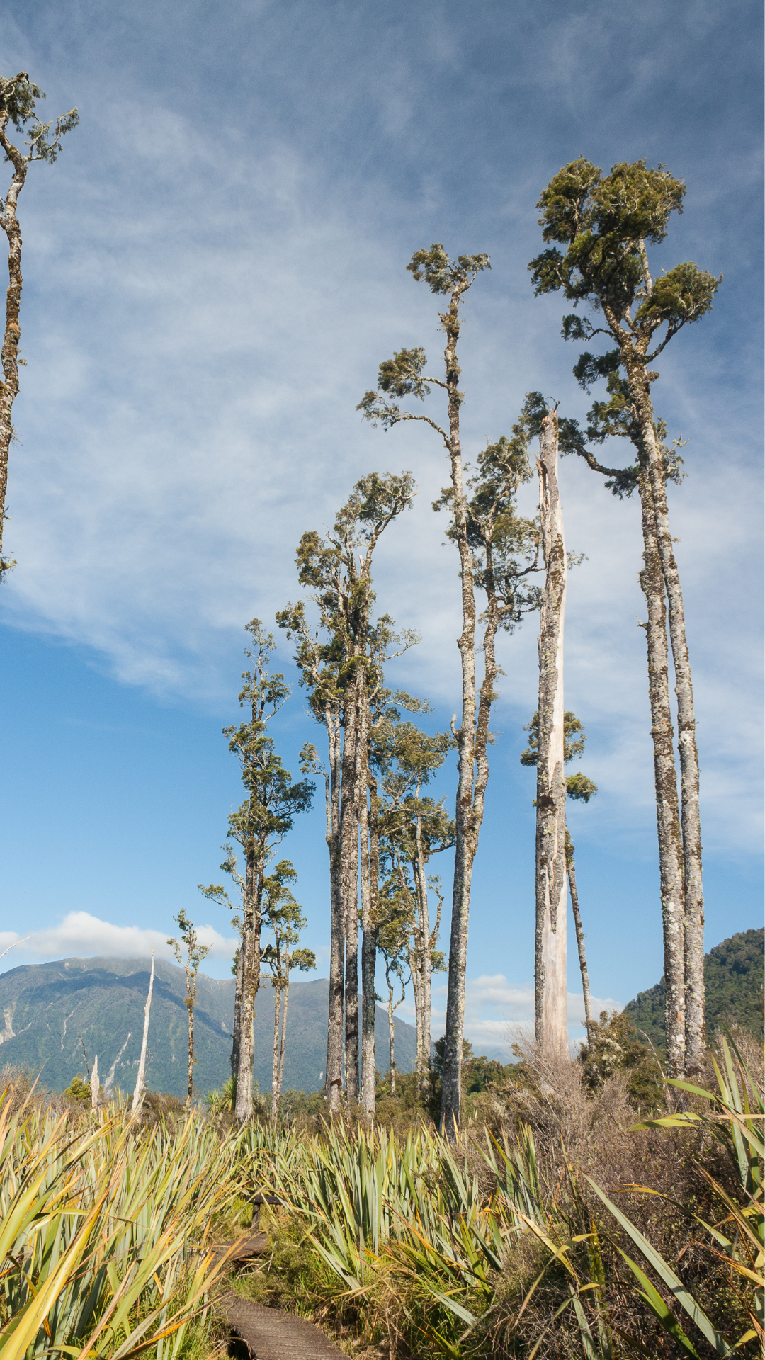 Kahikatea | White pine | Trees That Count