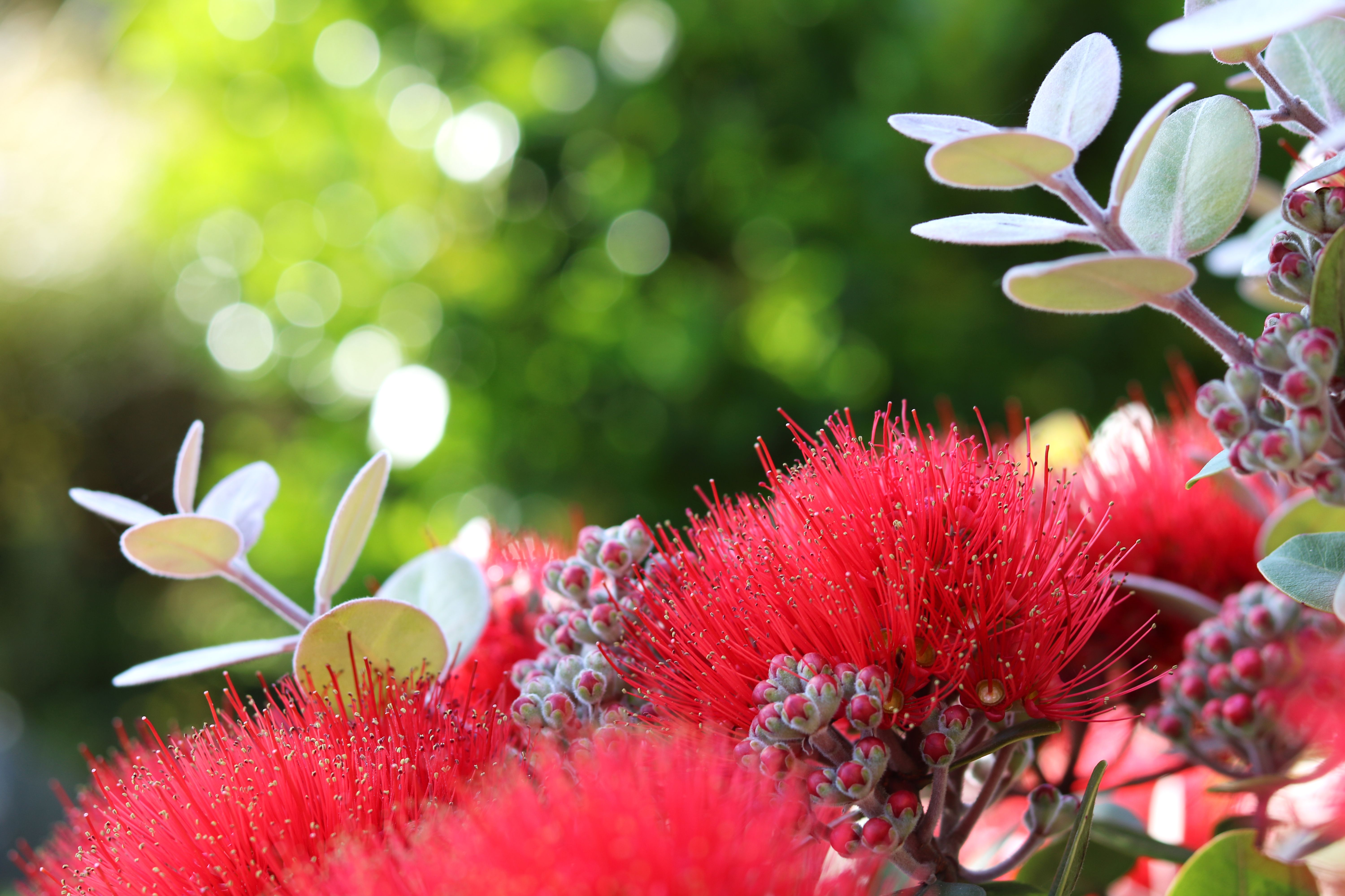6 of New Zealand’s really, really red blooms | Trees That Count