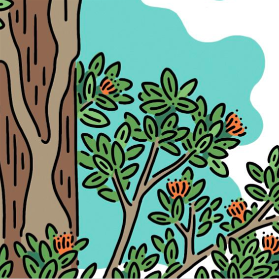 Learn more about the Northern rātā tree and more native trees of New ...