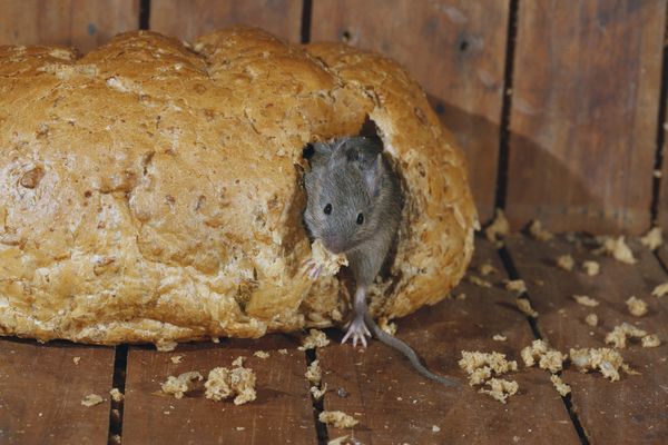 Soorten muizen | De veldmuis