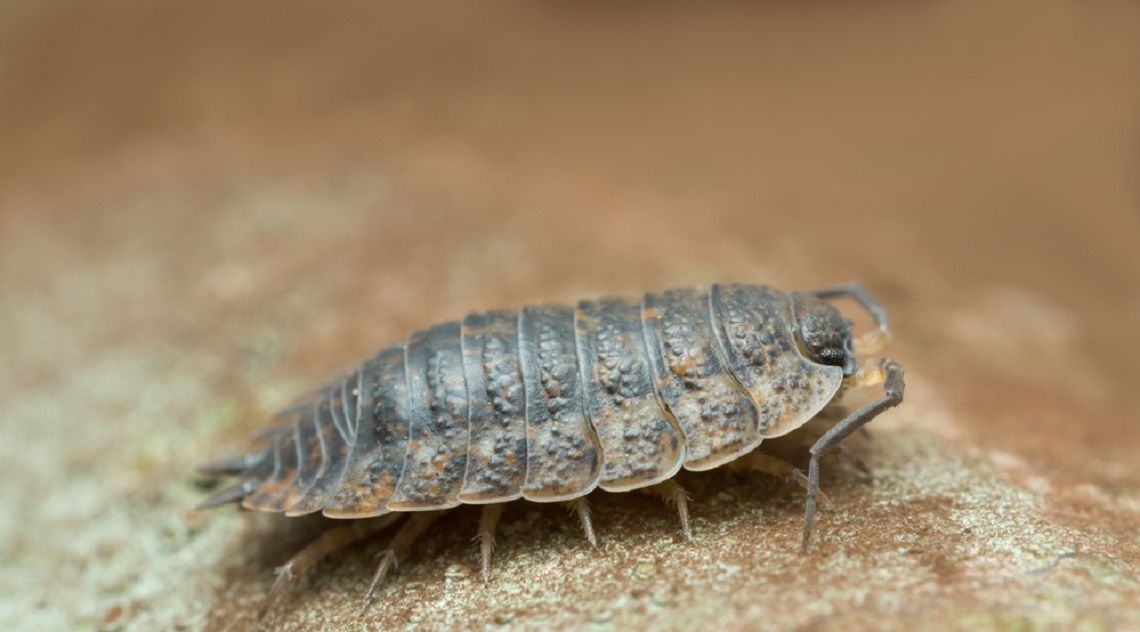 Insectes rampants | Cloportes - Anticimex