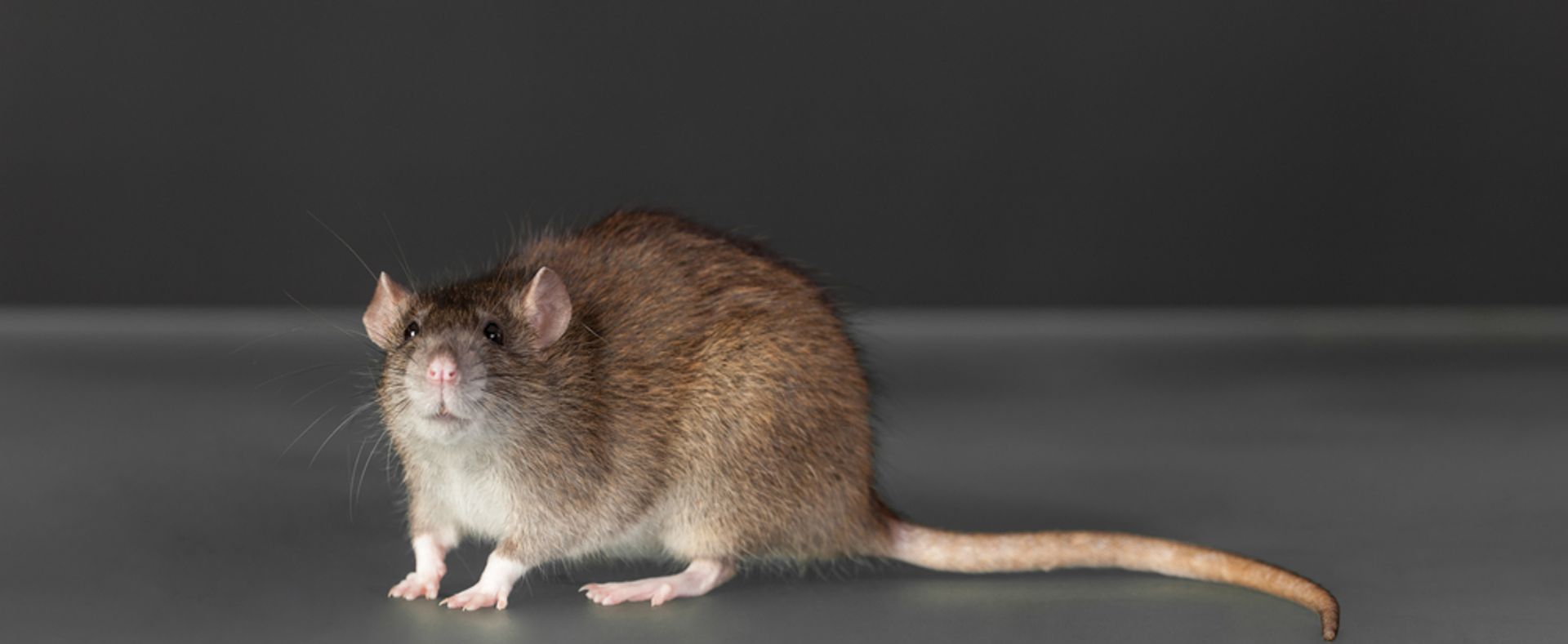 Soorten ratten | De bruine rat bestrijden