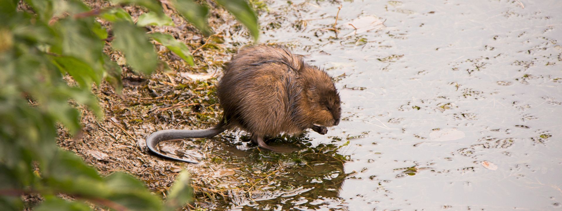 Soorten ratten | De muskusrat bestrijden