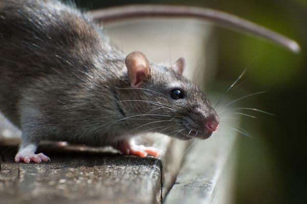 Soorten ratten | De woelrat bestrijden