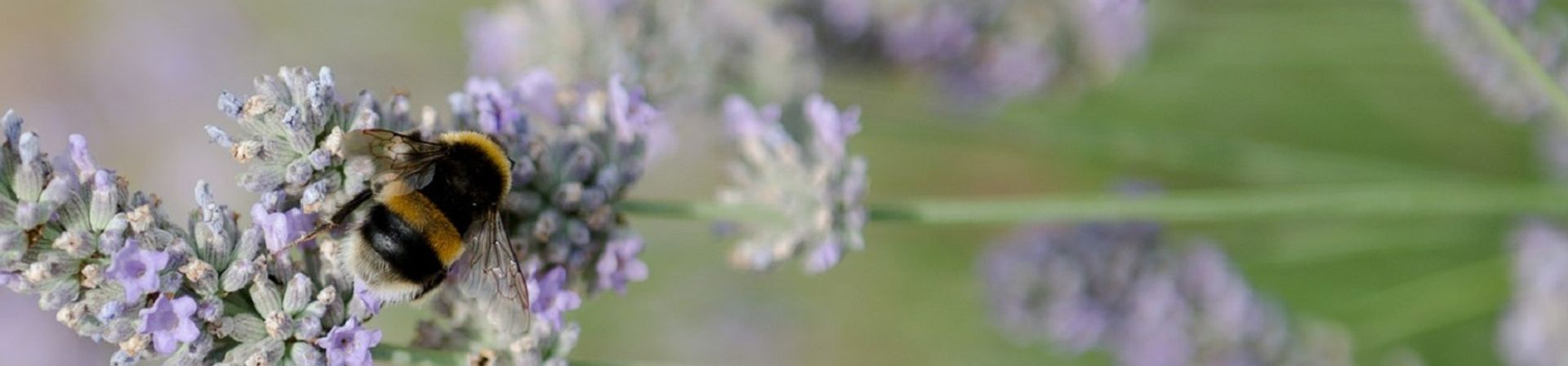 Hommels en het hommelnest