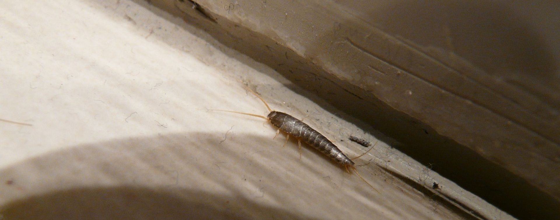 Ongedierte | Zilvervisjes bestrijden