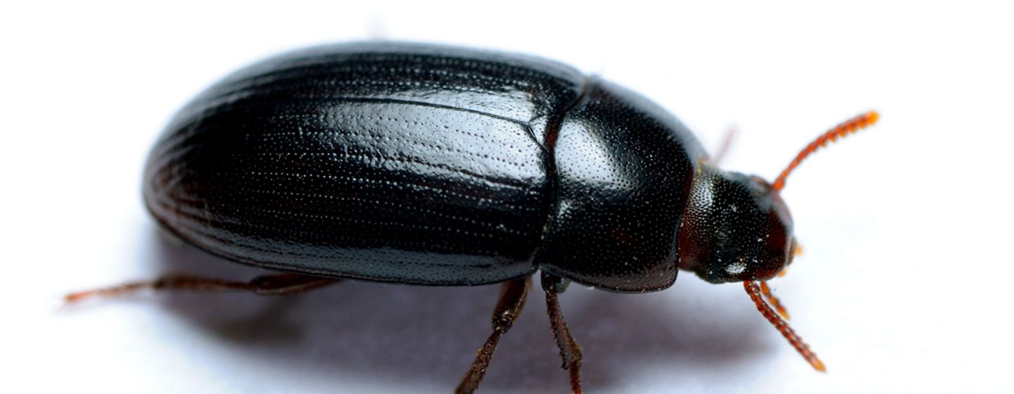 Soorten kevers | De piepschuimkever - Anticimex